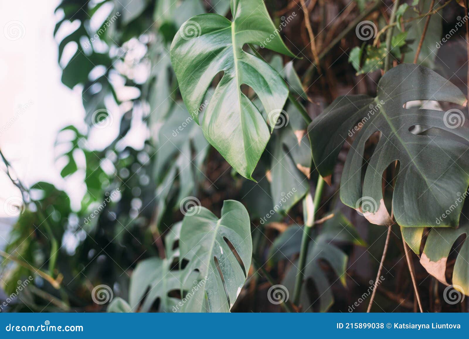 Monstera Green Leaves Or Monstera Deliciosa, Background Or Green Leafy ...