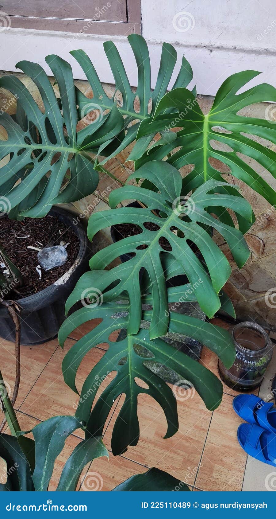 Monstera King brazilian stock image. Image of tanaman - 225110489