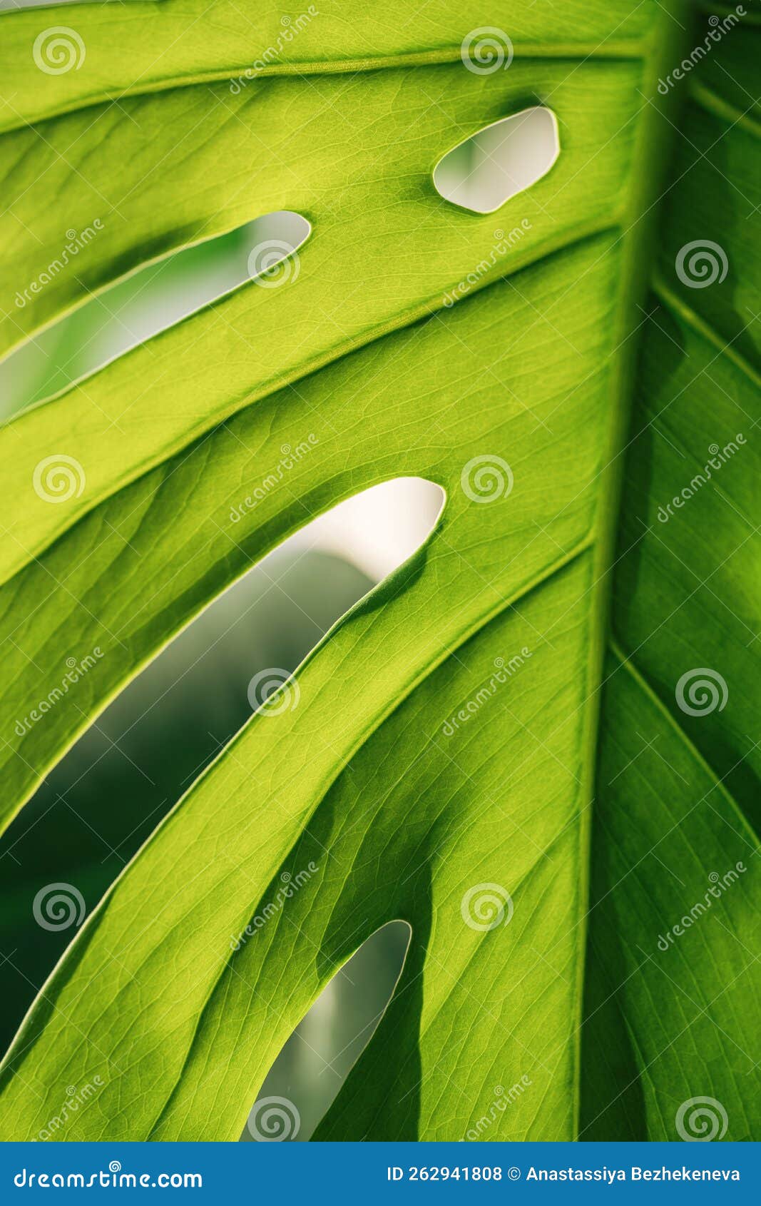 Monstera Leaf Close-up Under Sunlight Stock Photo - Image of summer ...