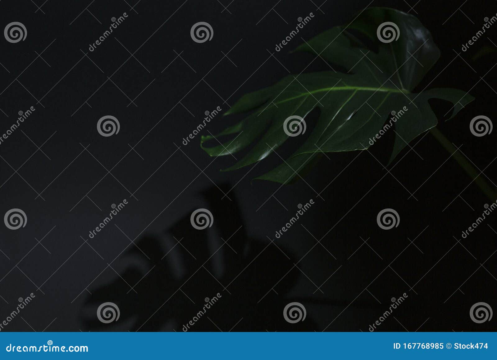 Monstera Plant, Dark Background Stock Image - Image of beautiful ...