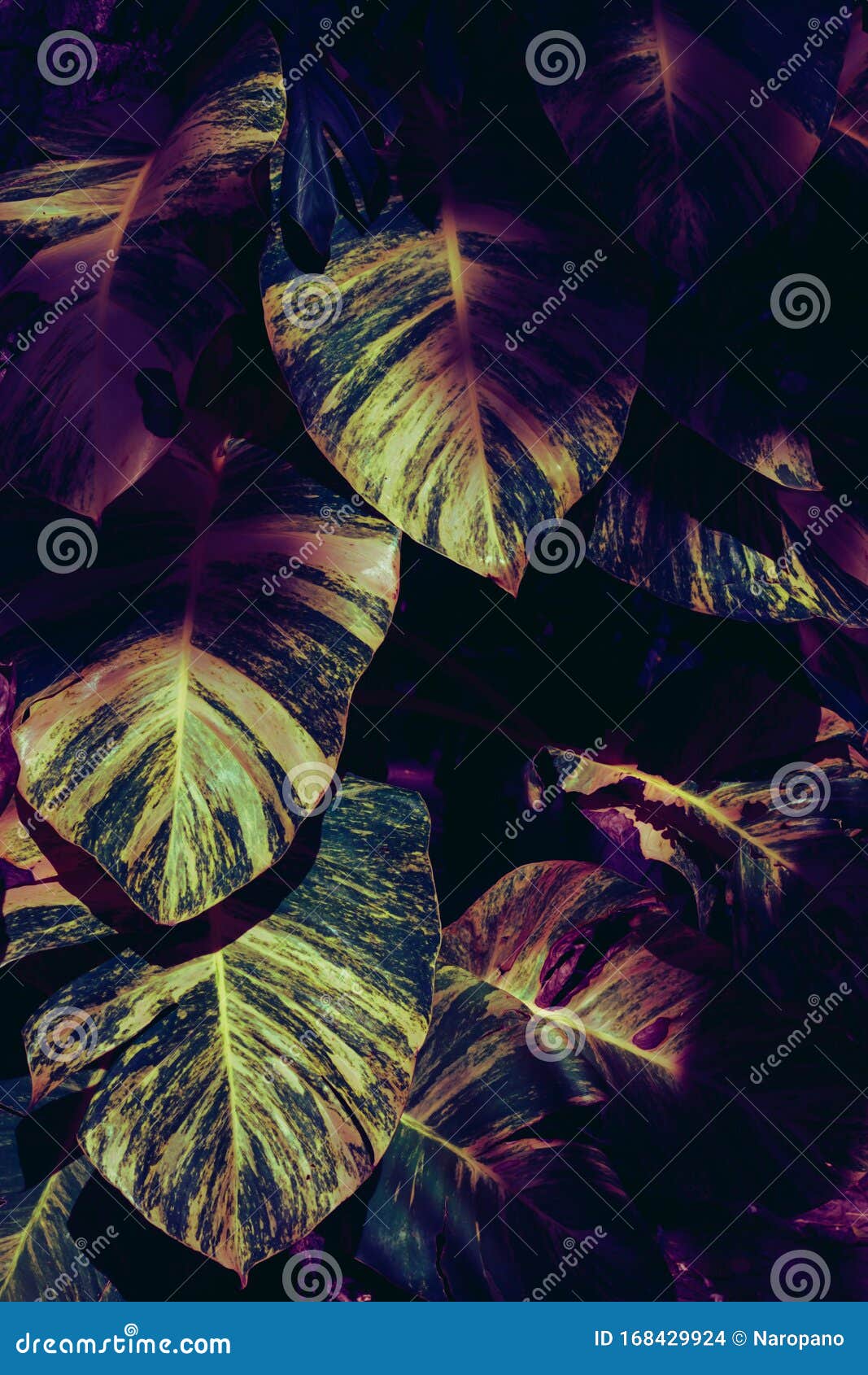 Monstera Leaf Dark Pink Jungle Background Stock Photo - Image of liana ...