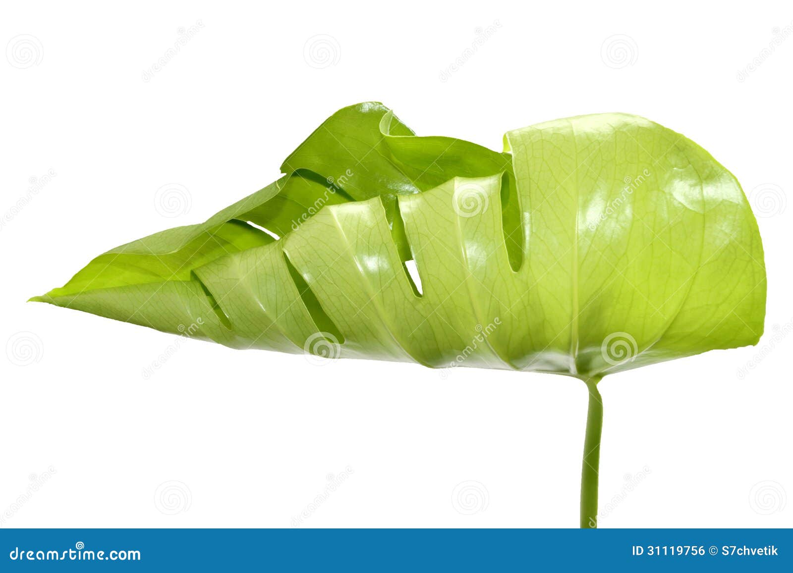 Monstera leaf, folded tube stock photo. Image of rolled - 31119756