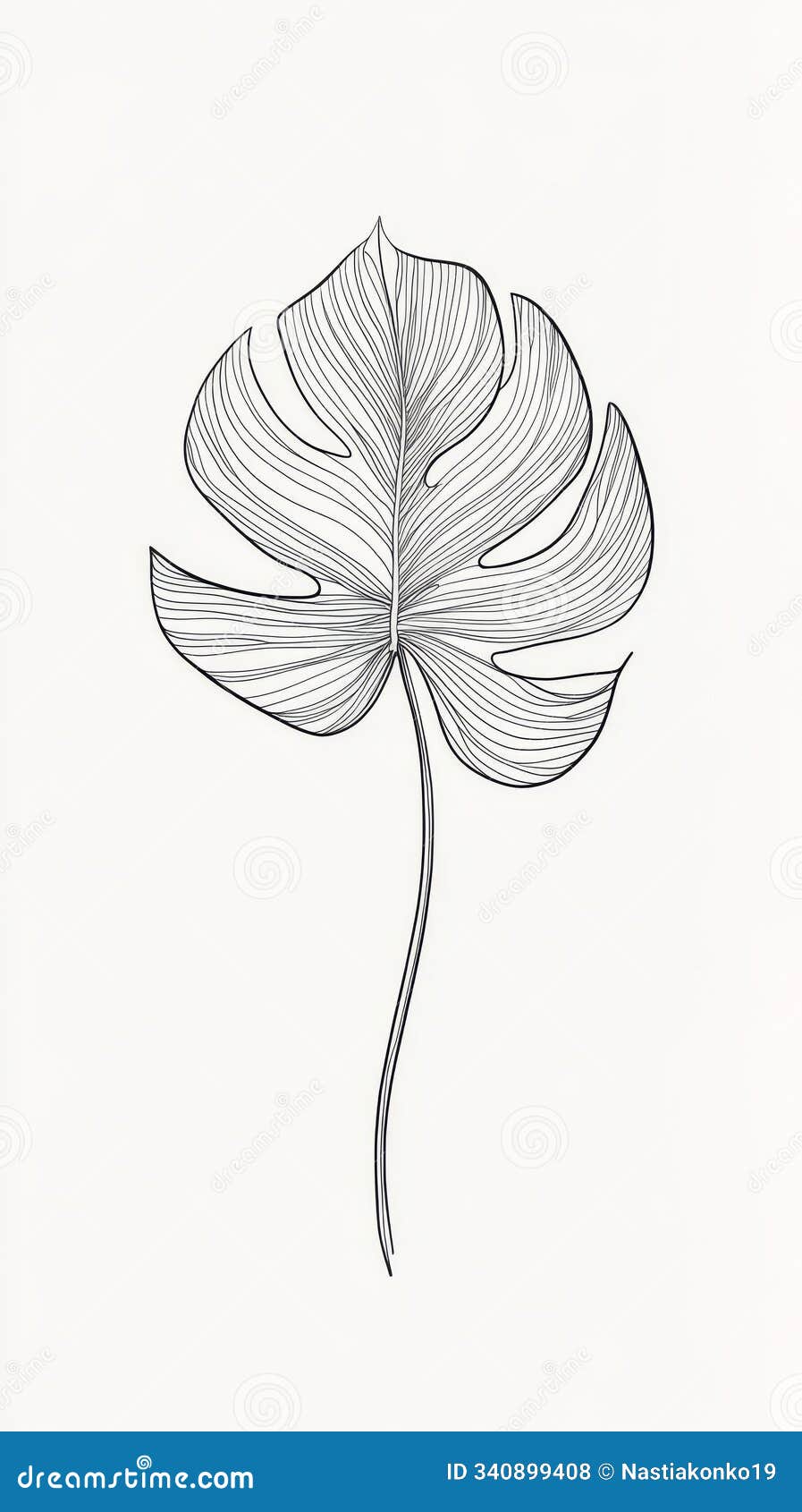 Monstera Leaf Line Drawing on White Background Stock Photo - Image of ...