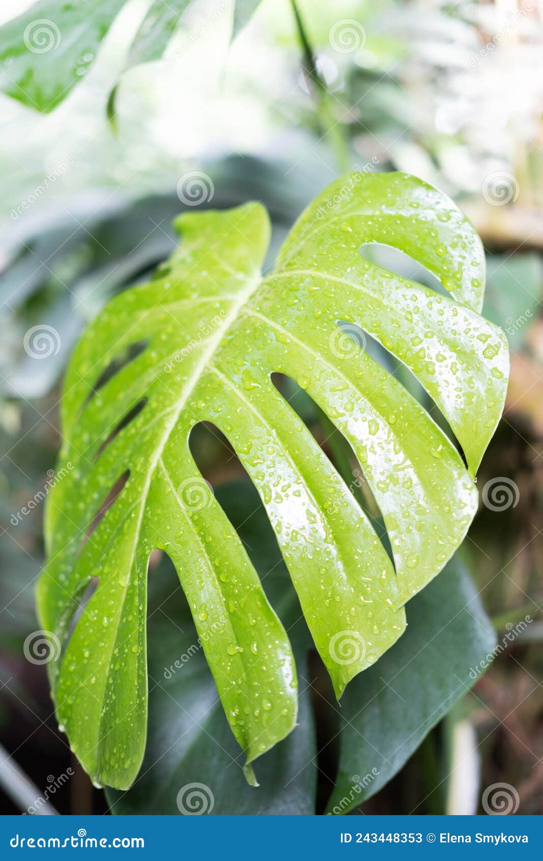 Monstera Leaf in the Rainforest with Close-up Raindrops and Blurred ...