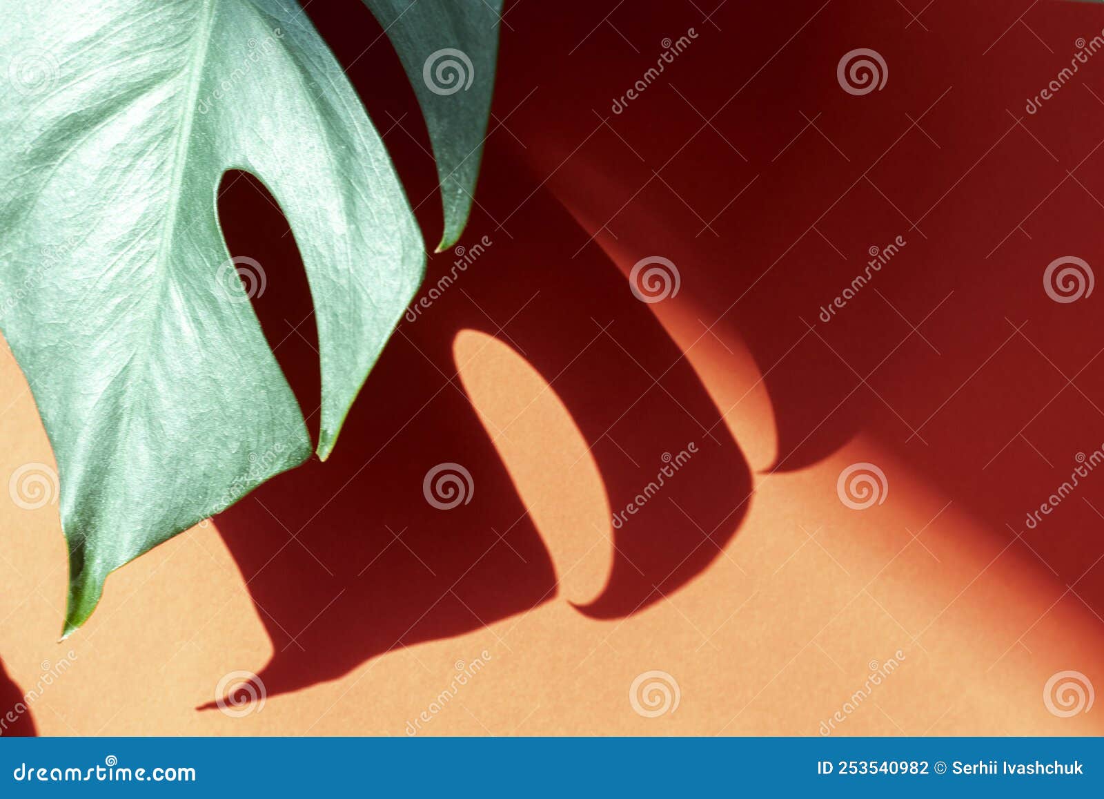 Monstera Leaf on a Red Background. Stock Photo - Image of garden ...