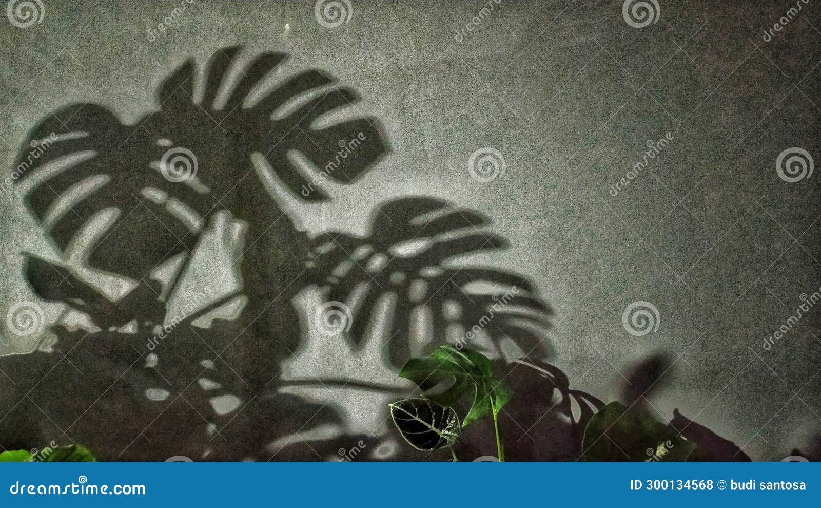Monstera Leaf Shadow in Night Time Stock Photo - Image of time, night ...