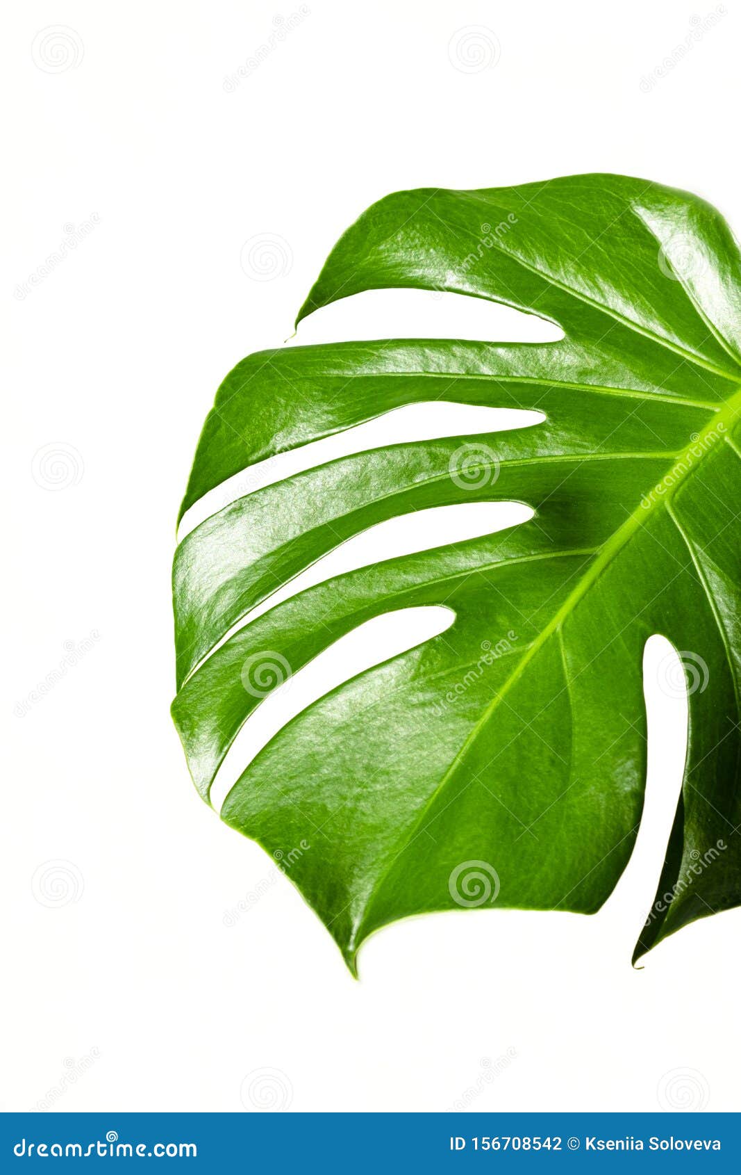 Monstera in the Sun. Beautiful Combination of Colors: Green and White ...