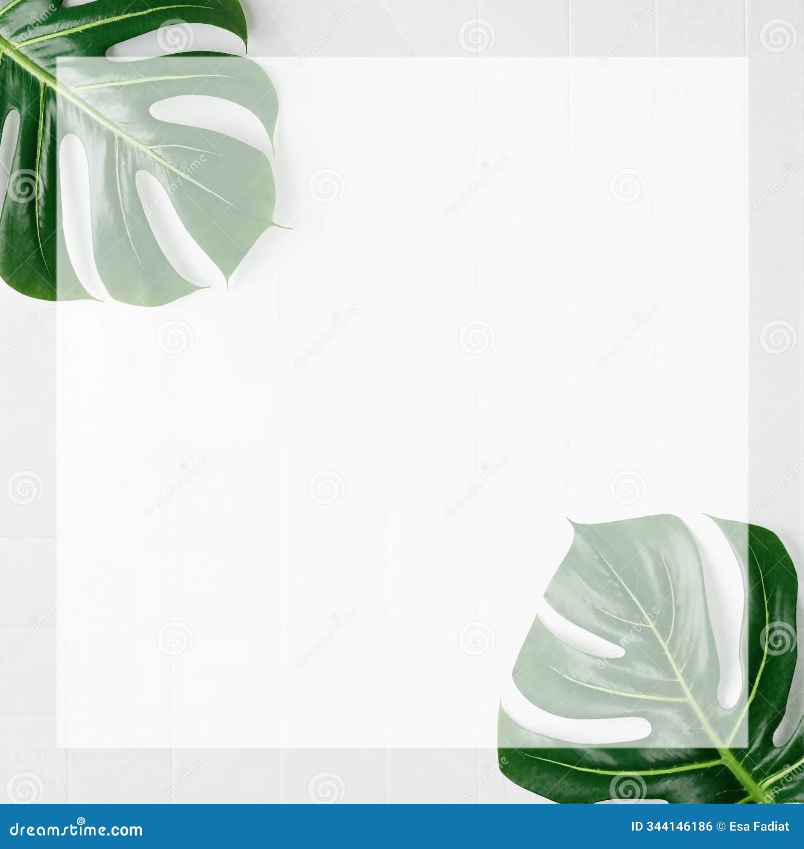 Monstera Leaves Frame with White Background Stock Illustration ...