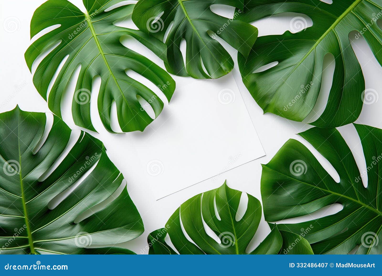 Monstera Leaves Frame on White Background, Tropical Mockup Stock ...