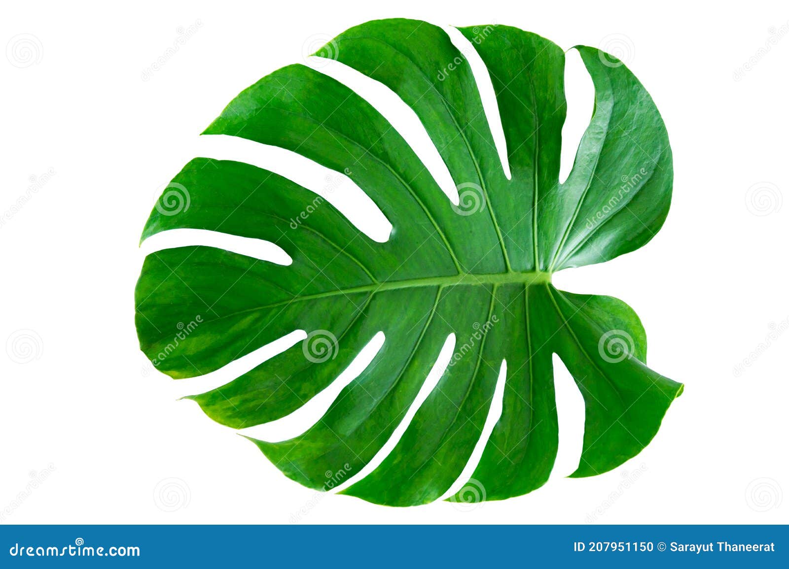 Monstera Leaves Leaves with Isolate on White Background Leaves on White ...