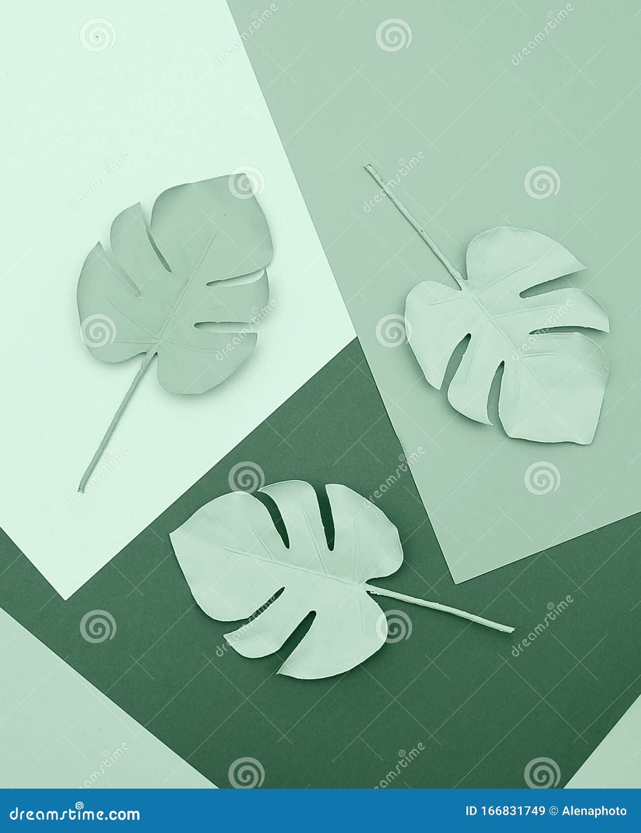 Monstera Leaves on Mint Color Background. Stock Image - Image of exotic ...