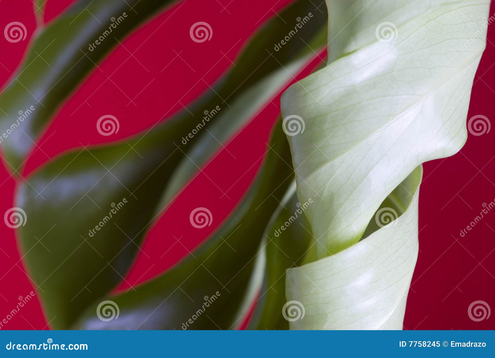 Monstera leaves on red stock image. Image of indoors, plant - 7758245