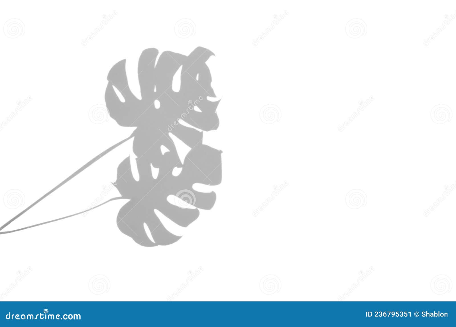 Monstera Leaves Shadow Overlay Stock Image - Image of isolated, green ...