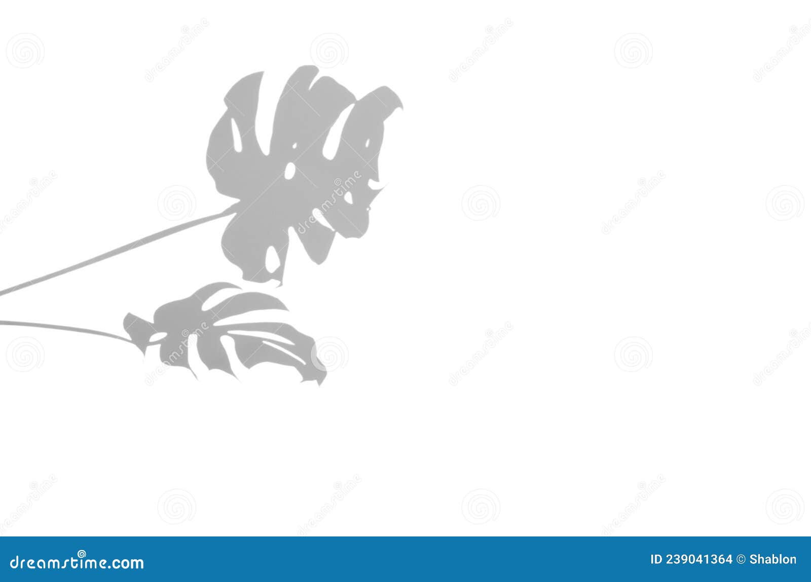 Monstera Leaves Shadow Overlay Stock Photo - Image of isolated, botany ...