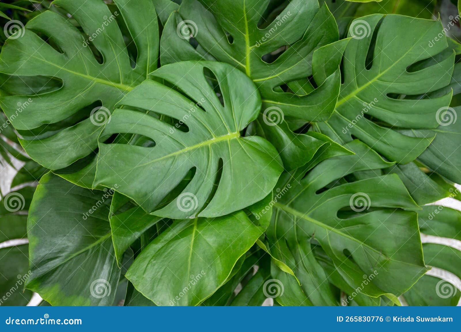Monstera Leaves on Top View Pattern Stock Photo - Image of leaf, palm ...