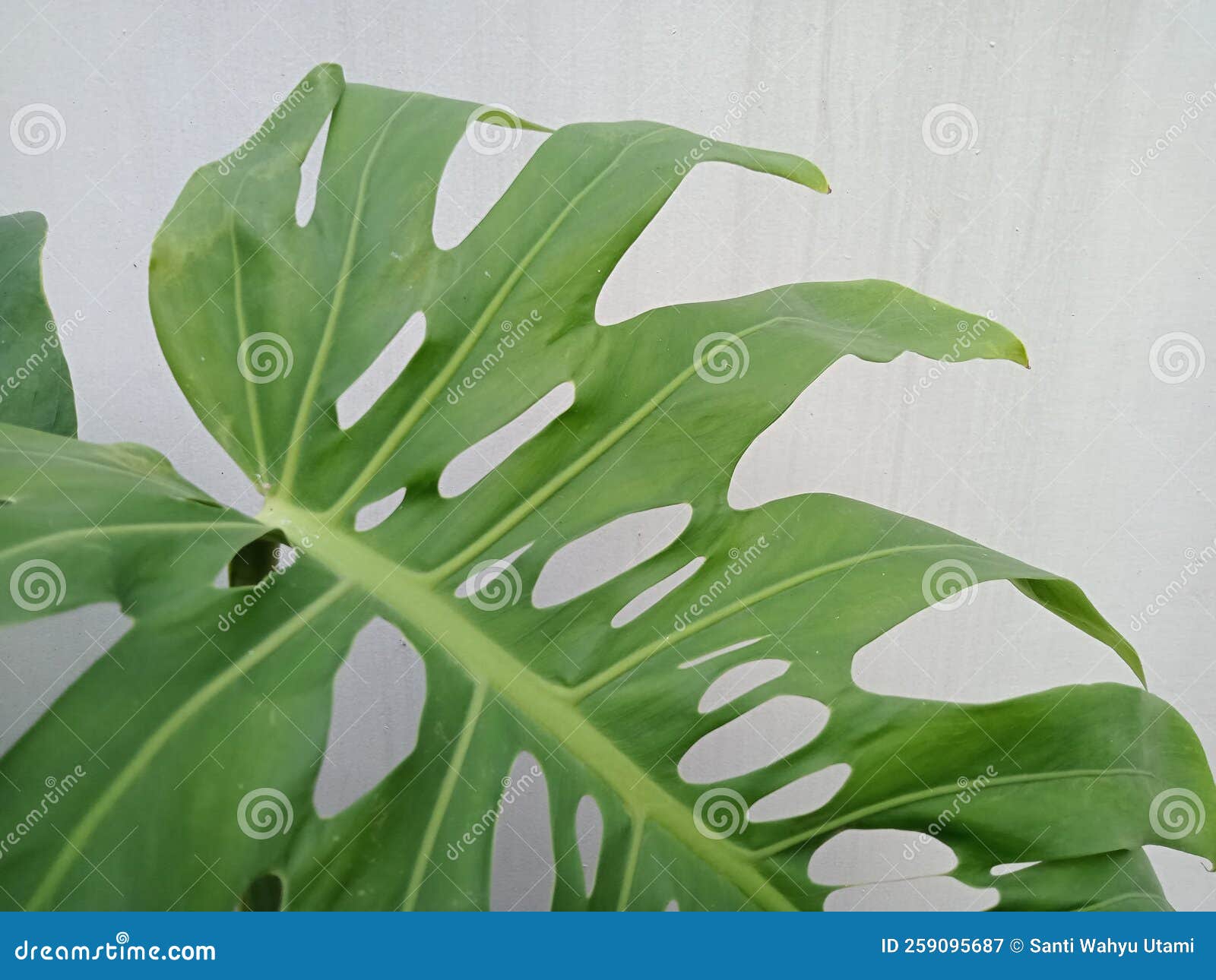 Monstera Leaves on the White Background Stock Image - Image of monstera ...