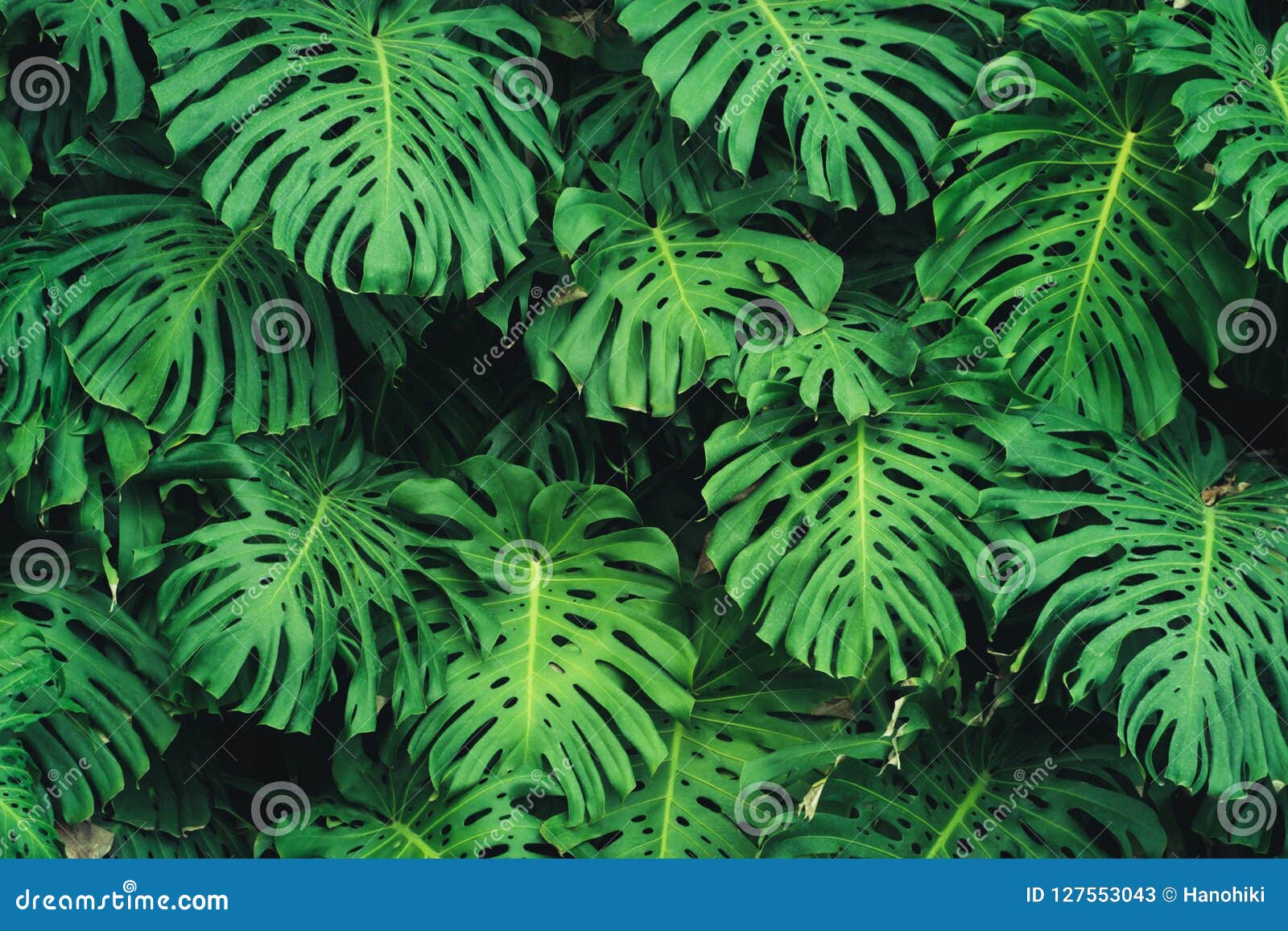 Monstera Philodendron Leaves - Tropical Forest Plant Stock Image ...