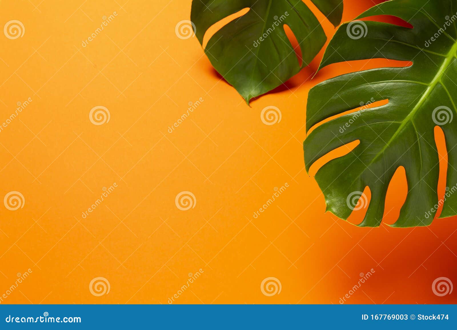 Monstera Plant, Colored Background Stock Image - Image of dark, closeup ...