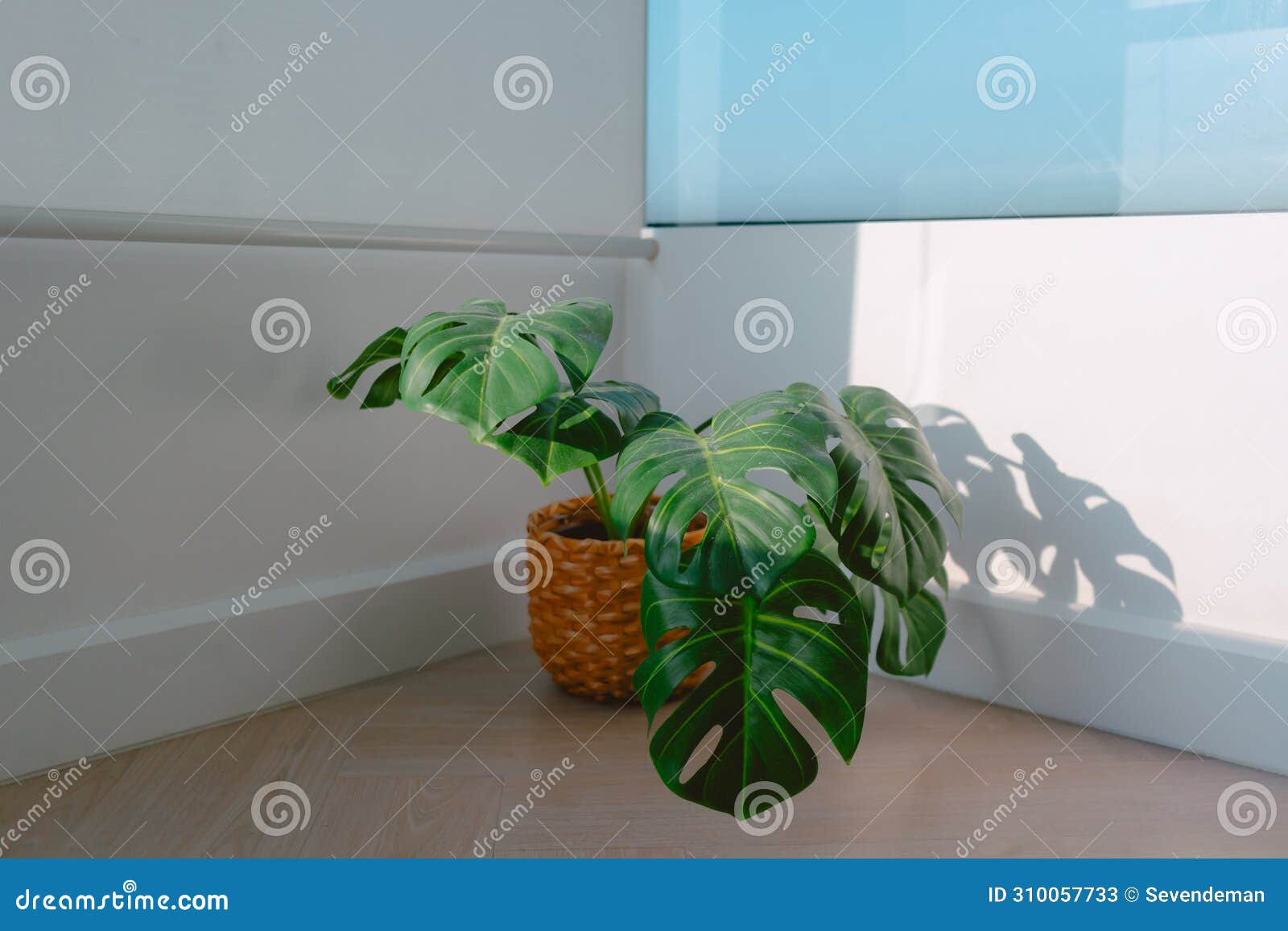 Monstera Plant Placed at the Balcony with Morning Sun Light. Stock ...