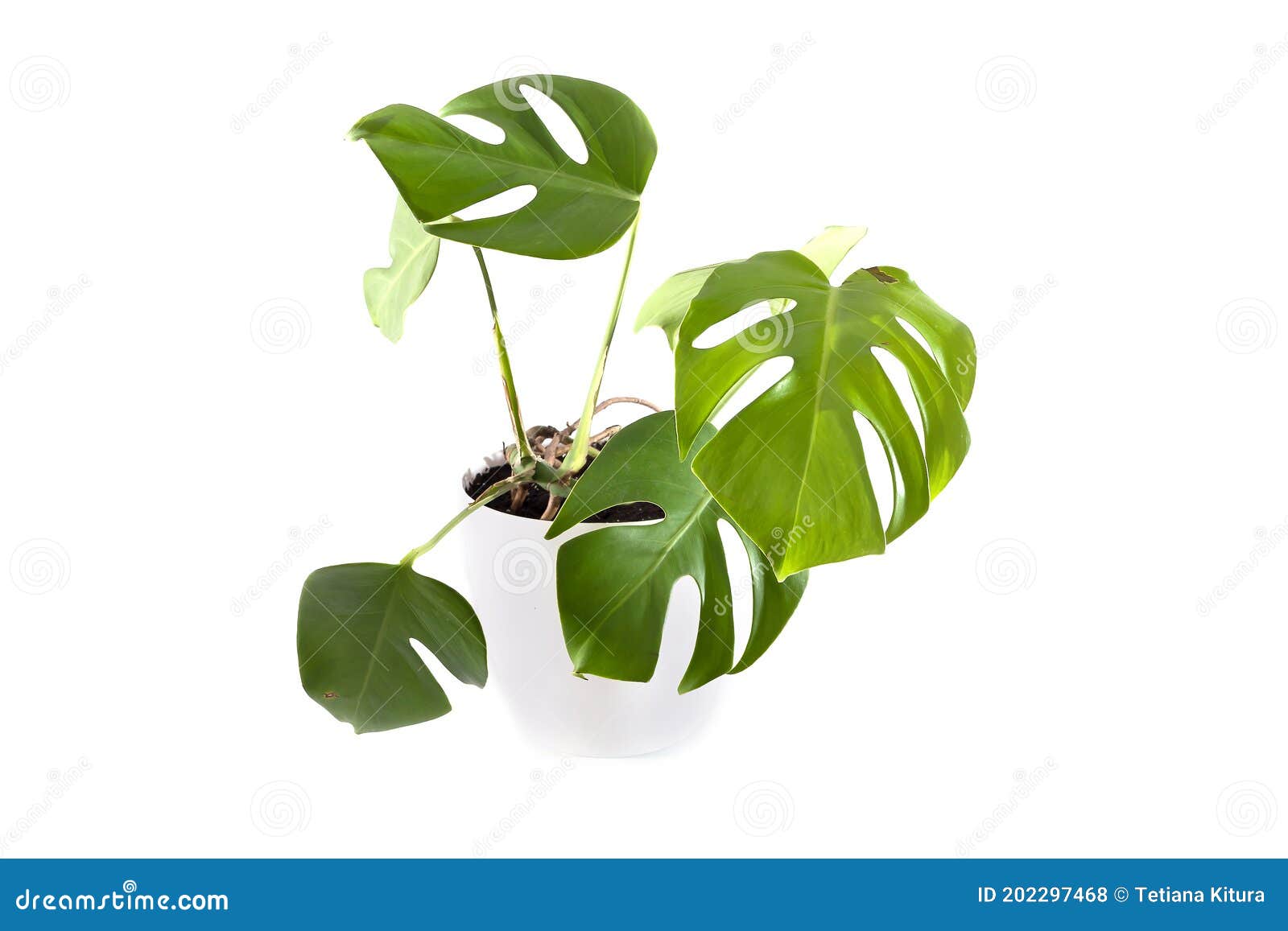 Monstera in a Pot Isolated on White Stock Photo - Image of decorate ...