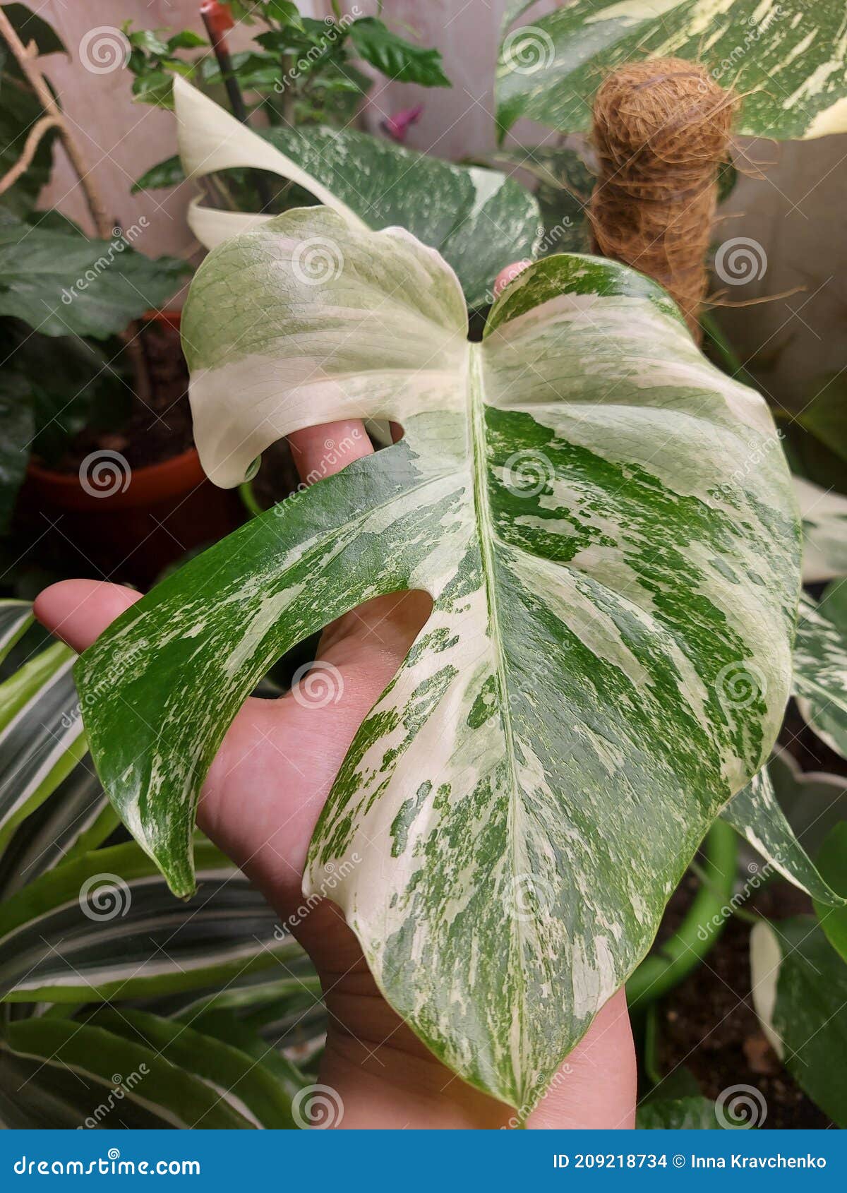 Monstera& X27;s Alba Leaf Stock Photo - Image of garden, shrub: 209218734