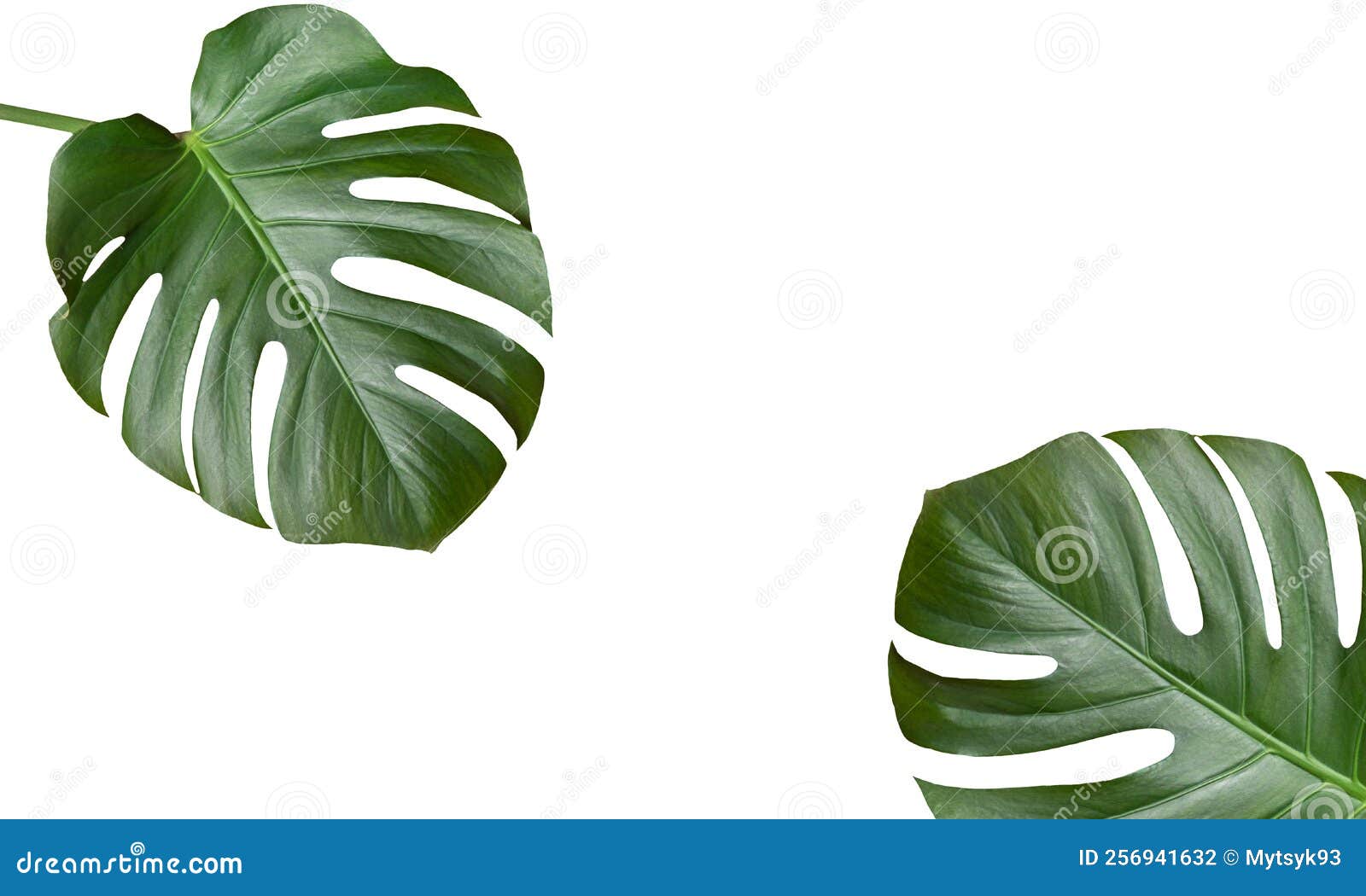 Monstera Two Leaves Isolated on White Background. Tropical Leaves ...