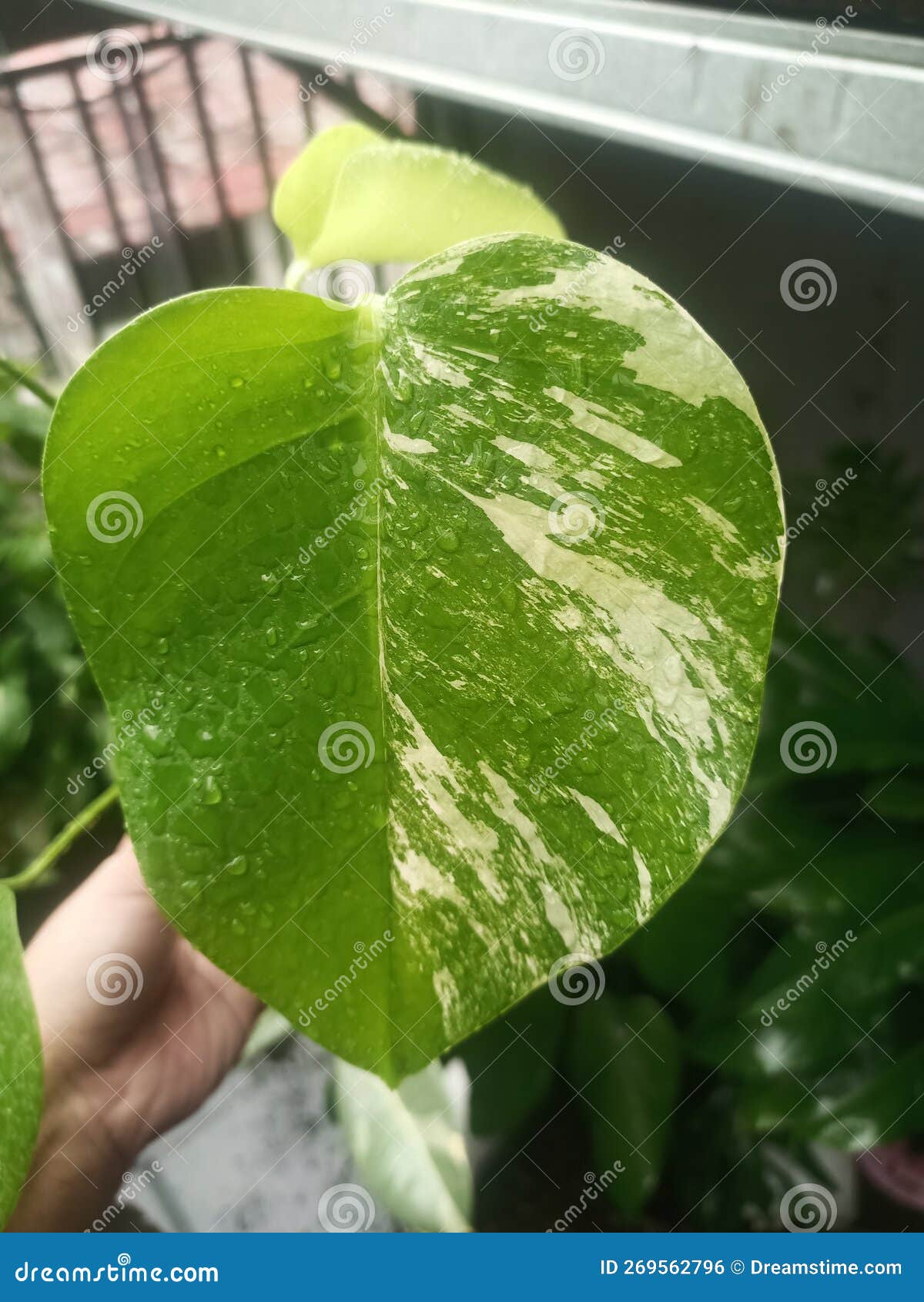 Monstera variegada foto de stock. Imagem de planta, branco - 269562796