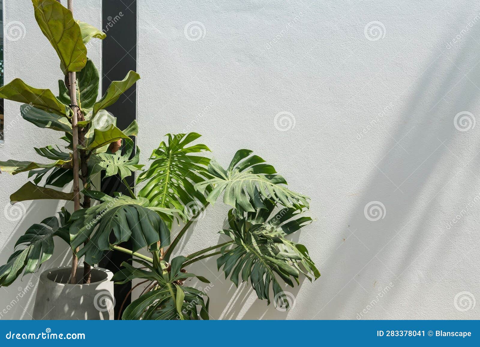 Monstera or Variegated Tree Plant on White Wall with Light Shade Stock ...