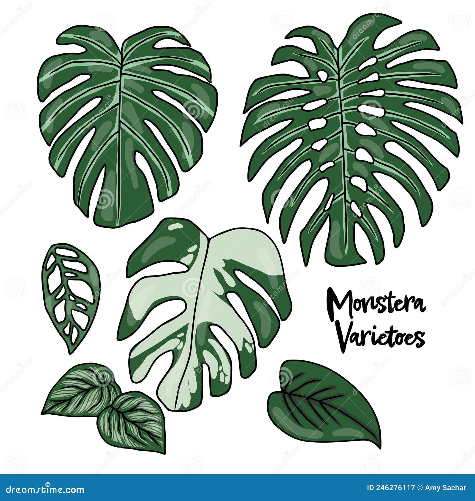 Monstera Varieties Set Vector Illustration Stock Vector - Illustration ...