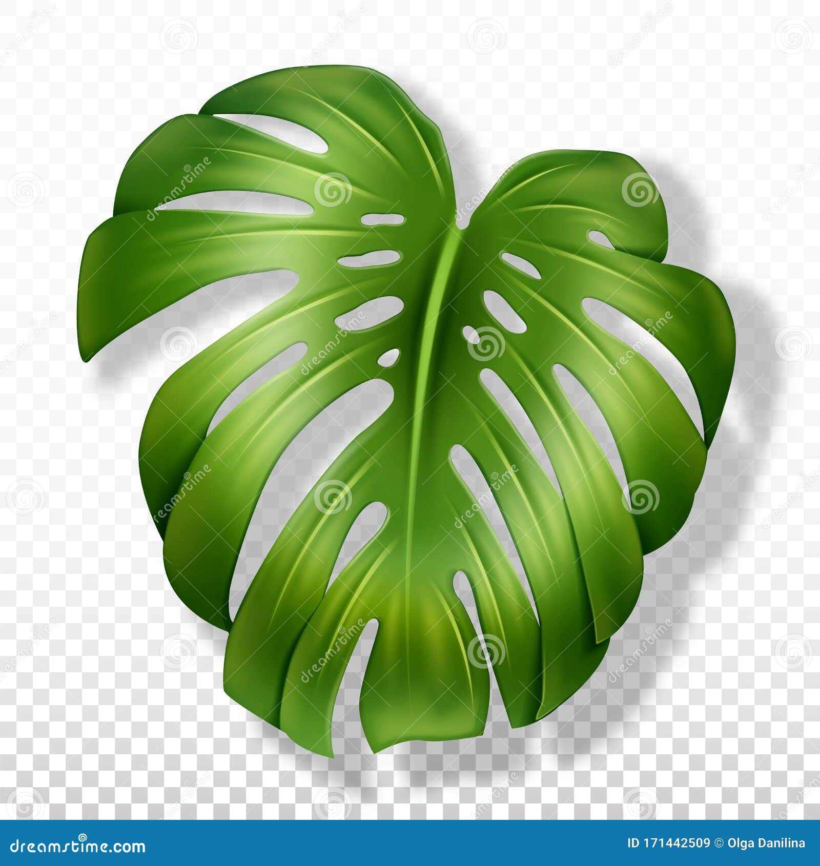 Monstera Vector eps stock vector. Illustration of life - 171442509