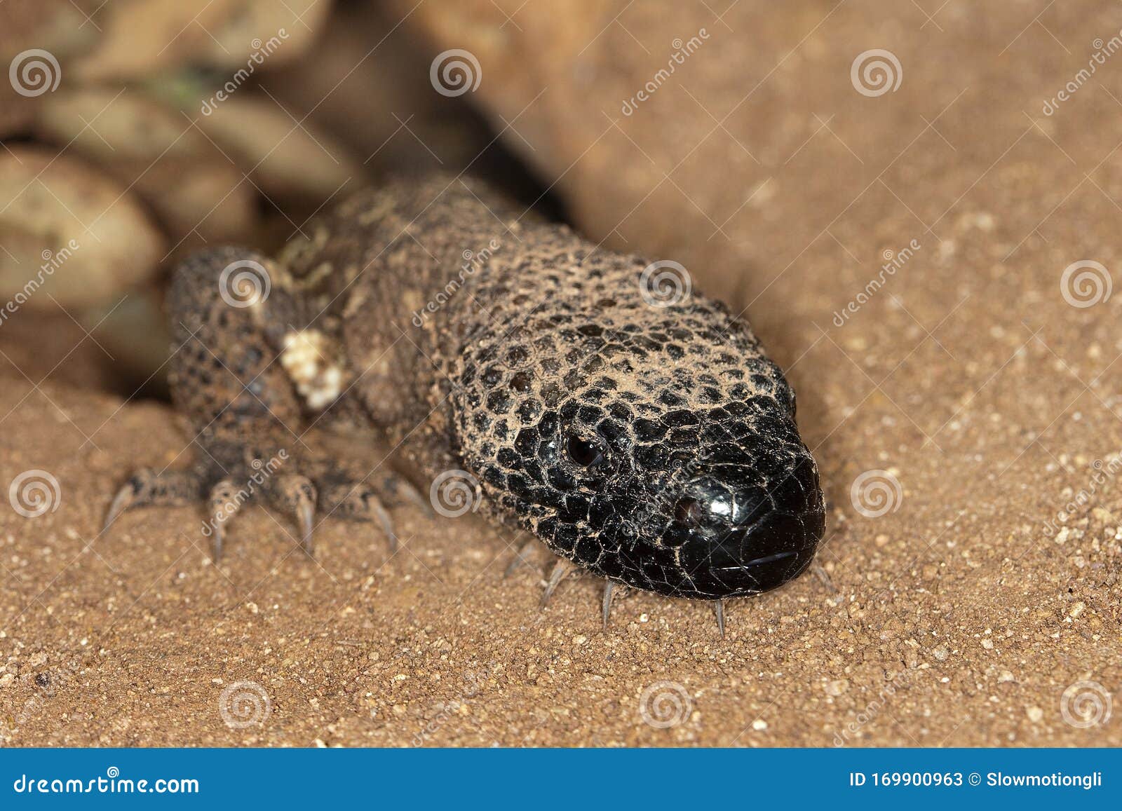 MONSTRE DE GILA Heloderma Horridum Stock Image - Image of beaded ...