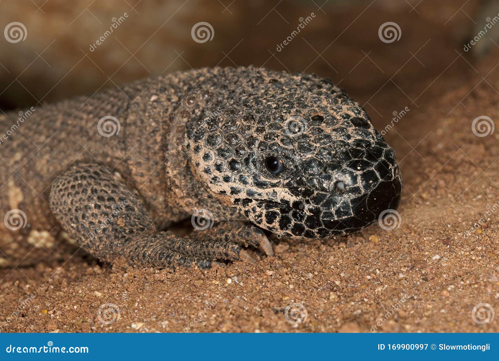 MONSTRE DE GILA Heloderma Horridum Stock Image - Image of america ...