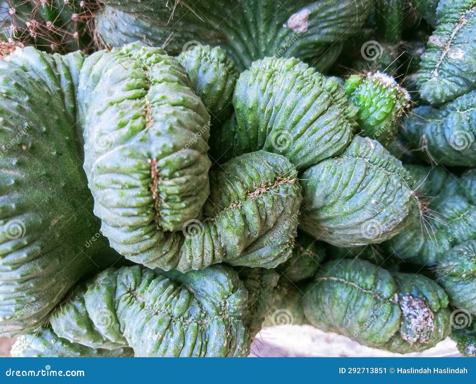 The Monstruo Cactus is a Plant from America that Has a Large, Curved ...