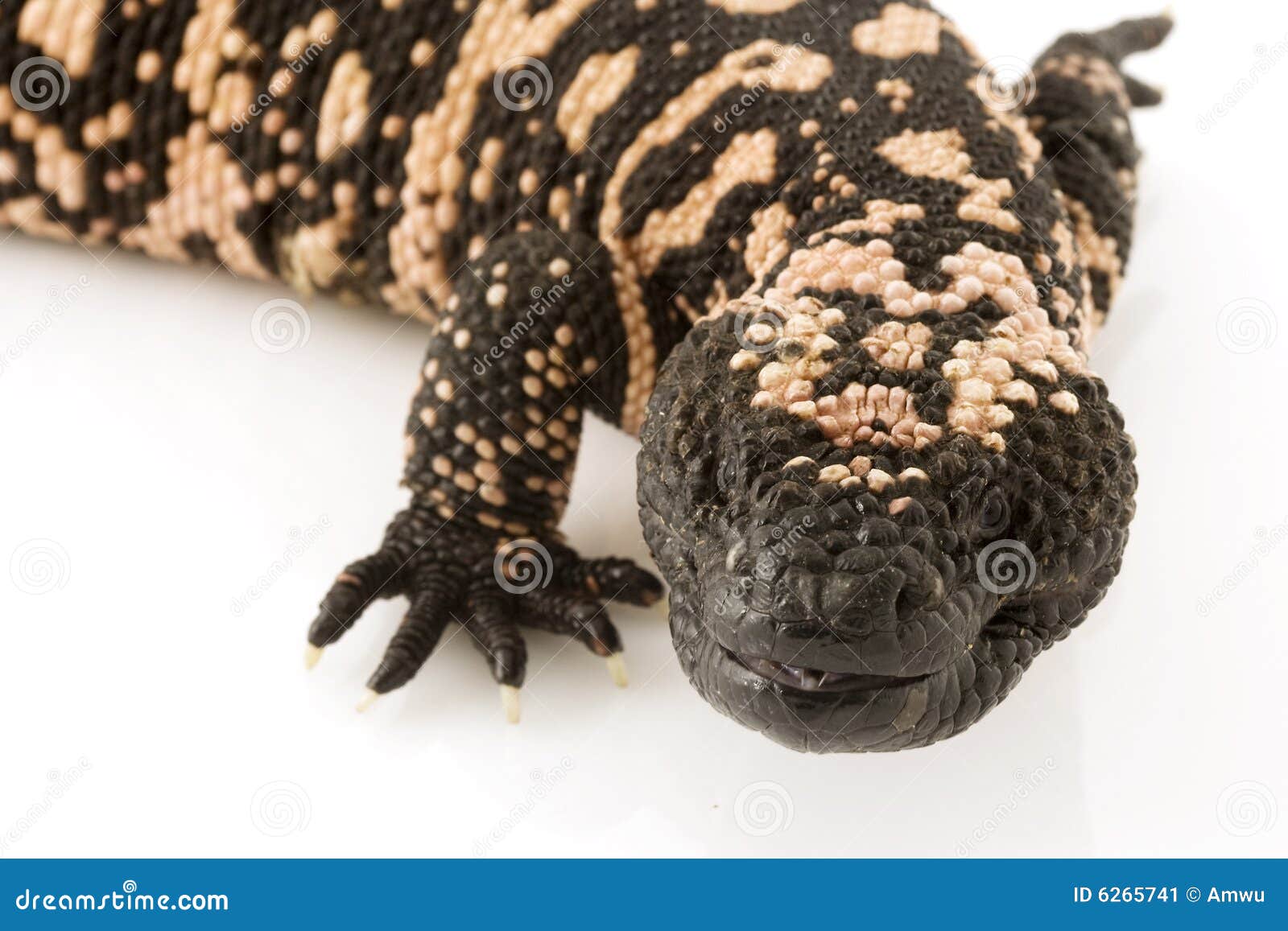 Monstruo De Gila (suspectum Del Heloderma) Imagen de archivo - Imagen ...