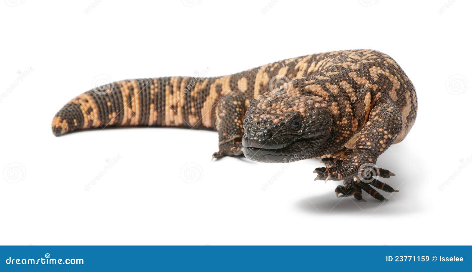 Monstruo De Gila - Suspectum Del Heloderma, Venenoso Imagen de archivo ...