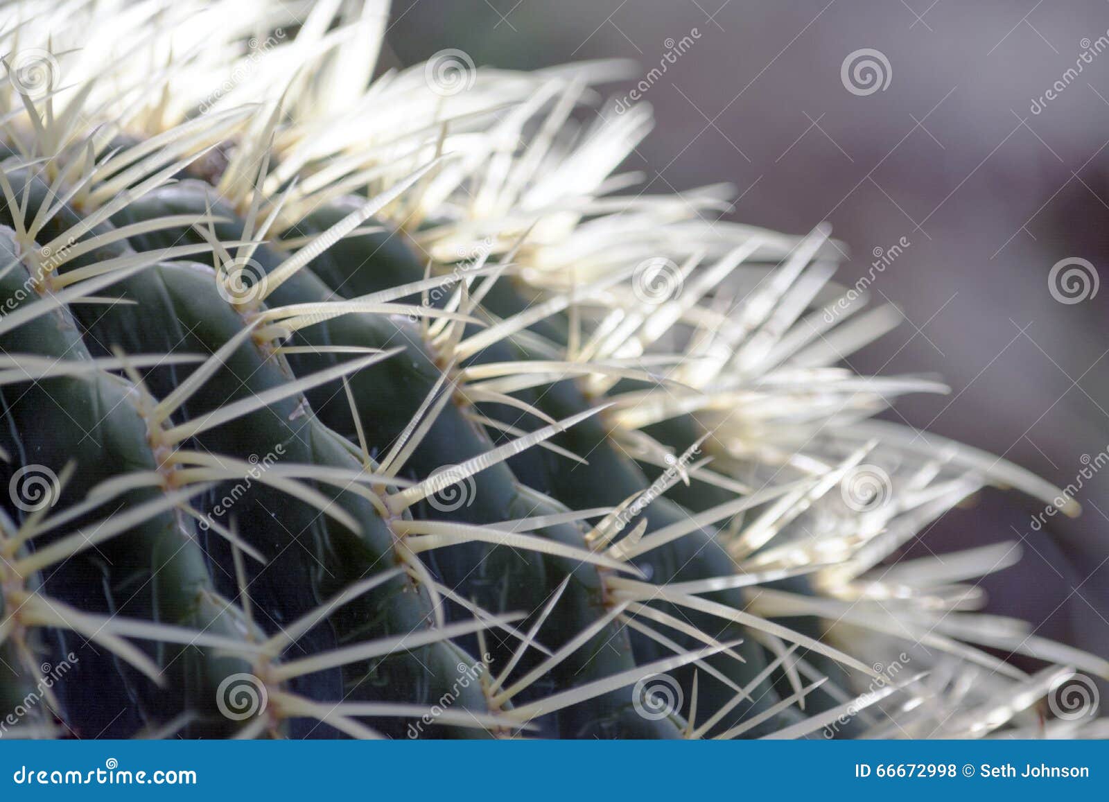 Monstruo del cactus foto de archivo. Imagen de rojo, monstruo - 66672998
