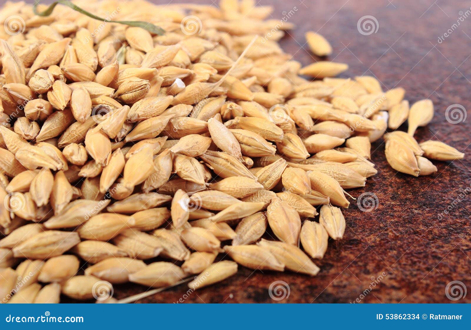 Montón Del Grano De La Cebada Foto de archivo - Imagen de color ...