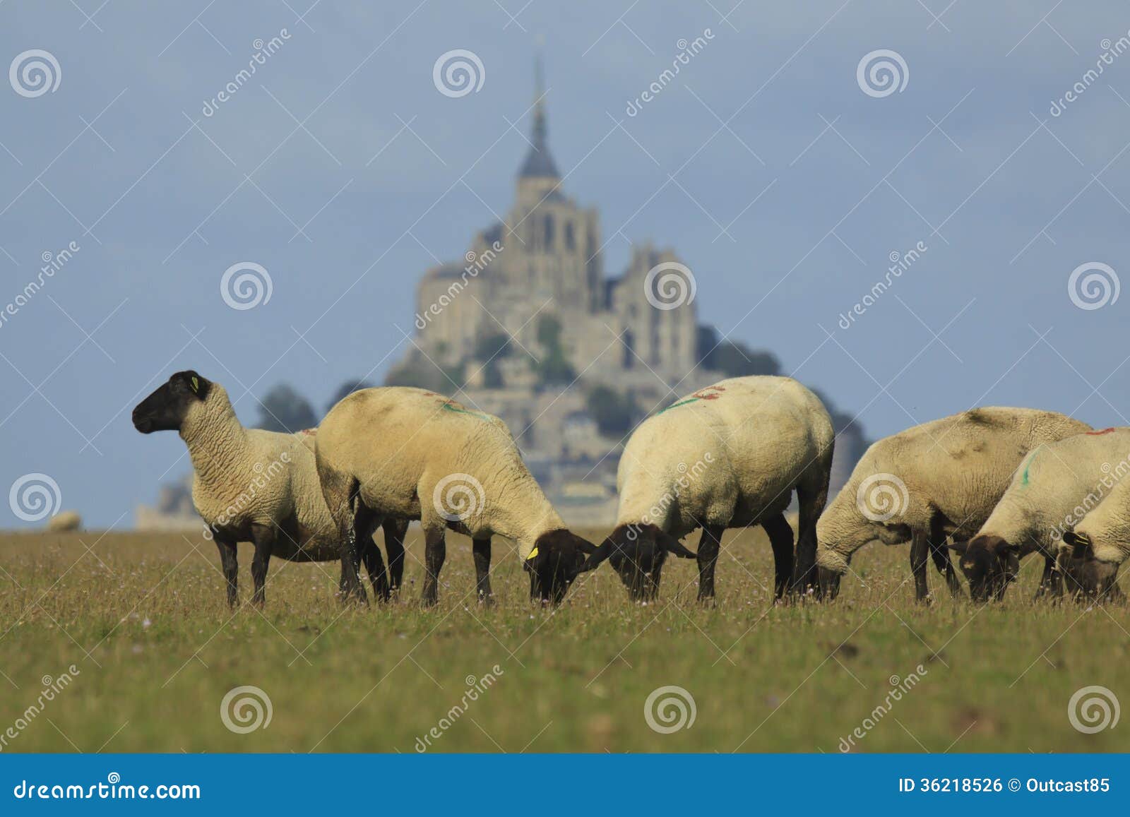 Mont Saint Michel and Sheep Stock Photo - Image of cathedral, culture ...