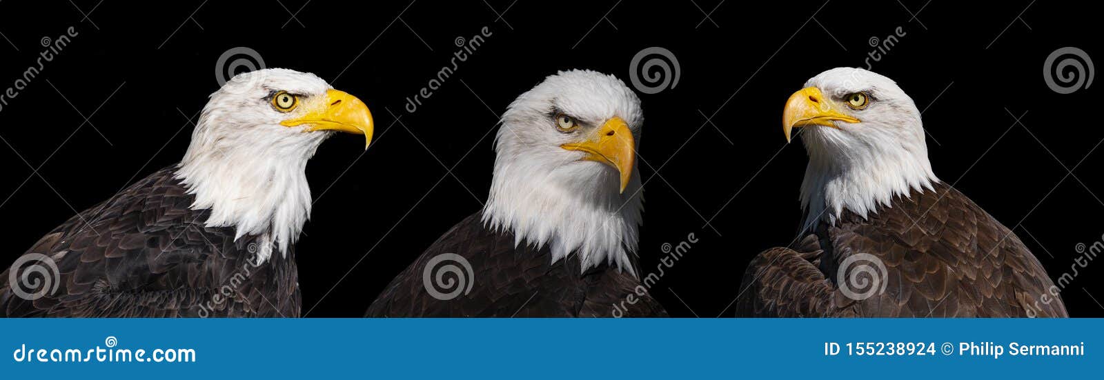 Three Bald Eagles Standing On The Beach And Opposite To Each Other ...