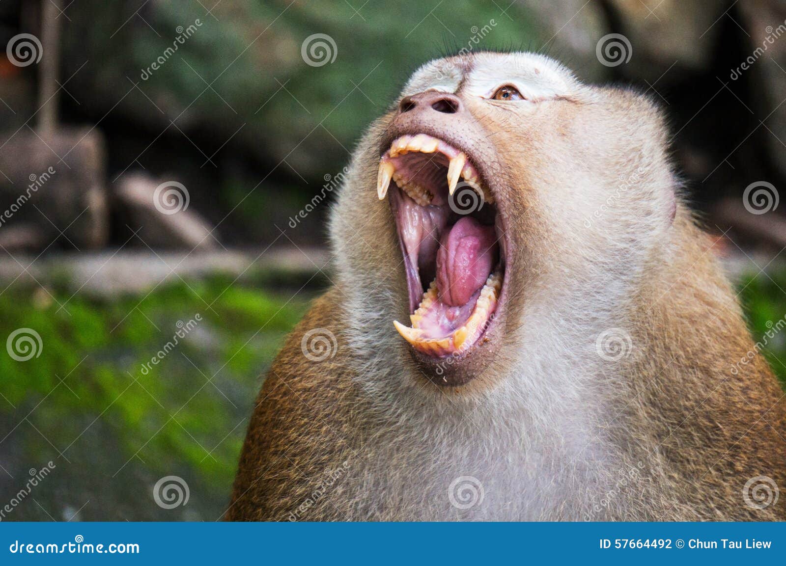 Montagem Aberta Do Macaco Para a Luta Foto de Stock - Imagem de macaco ...