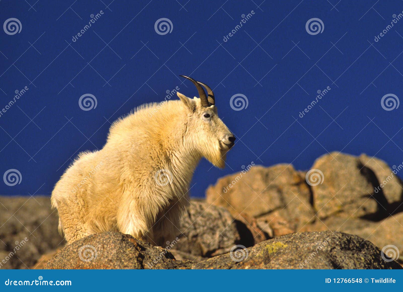 Montagna Del Maschio Della Capra Fotografia Stock - Immagine di ...