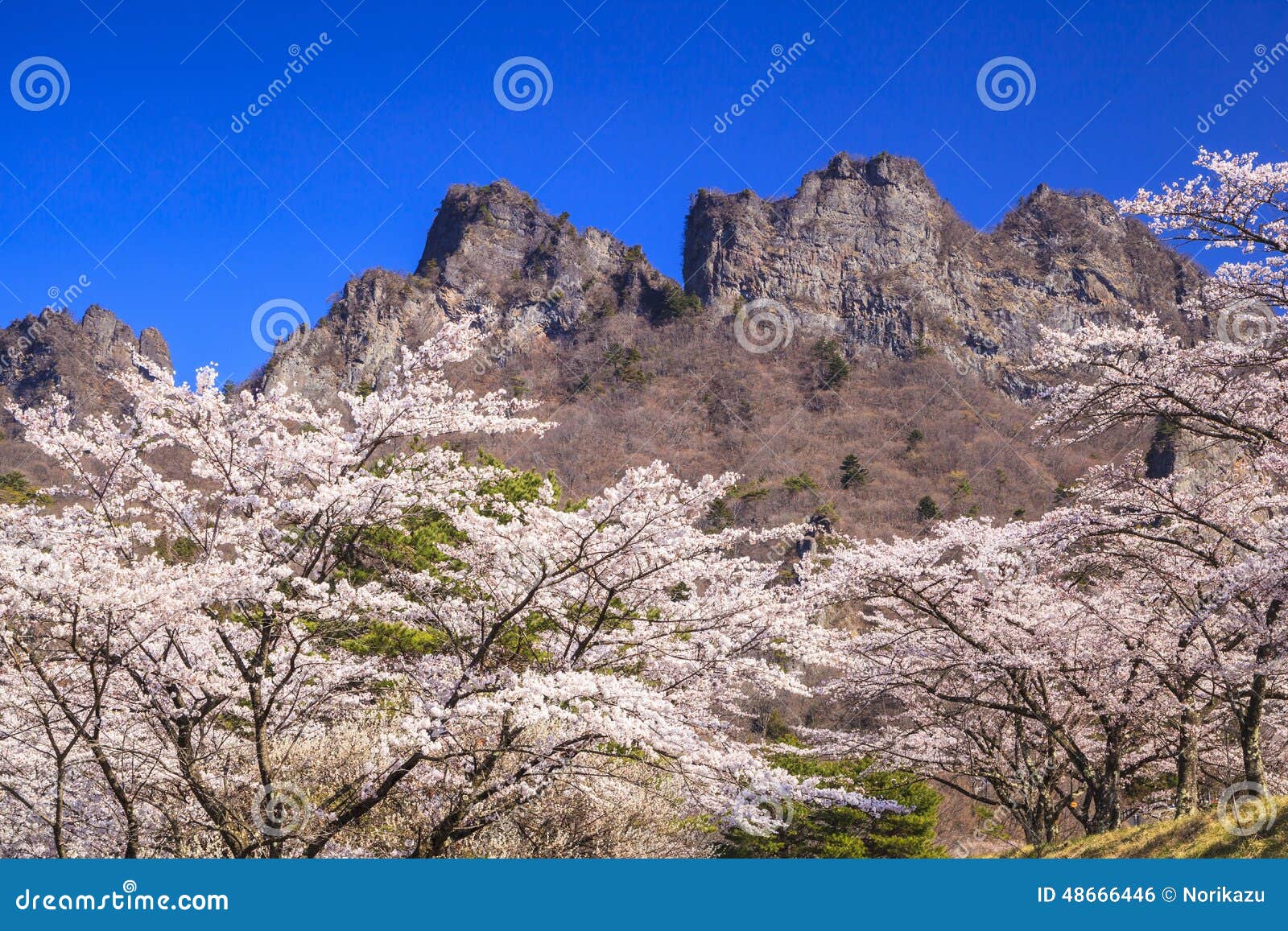 Montagna Delle Rupe E Del Ciliegio Fotografia Stock - Immagine di ...