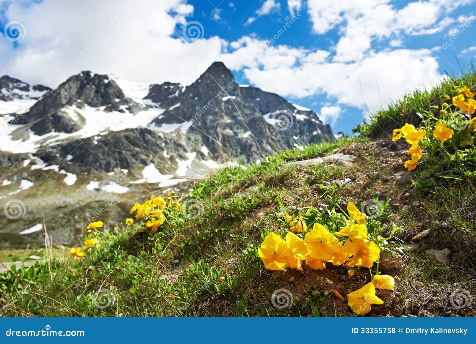 Montagne Alpine Con I Fiori Fotografia Stock - Immagine di scenico ...