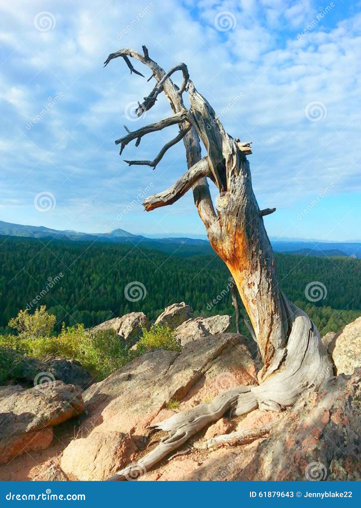 Montagne morte d'arbre image stock. Image du mort, arbre - 61879643