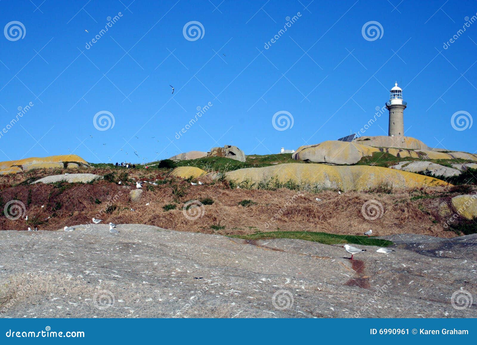 Montague Island stock image. Image of travel, nature, reserve - 6990961