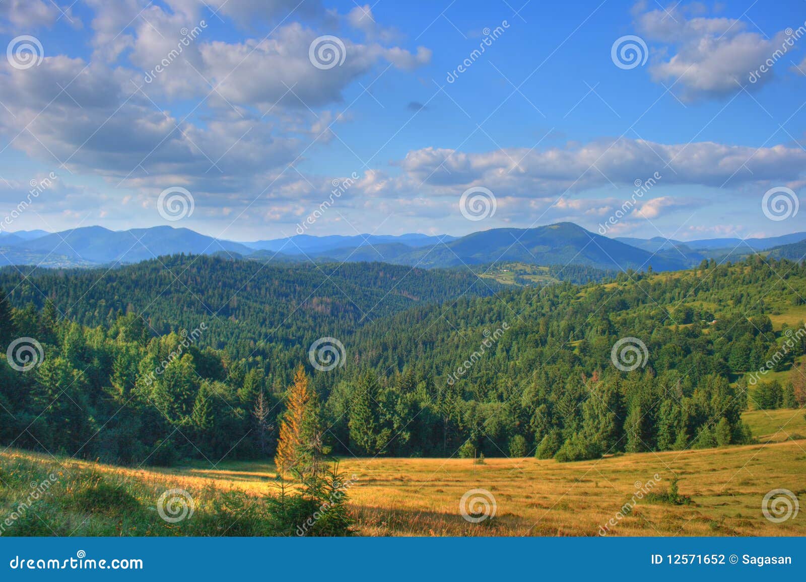 Montain stock photo. Image of carpathian, grass, grove - 12571652