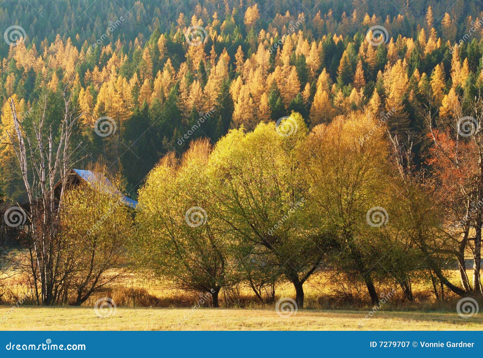 Montana autumn larch trees stock image. Image of larch - 7279707