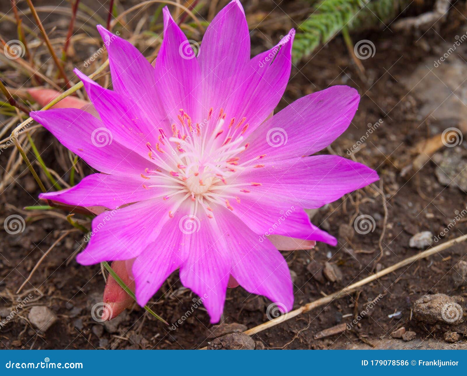 Bitterroot Flower at the National Bison Range in Montana USA Stock ...