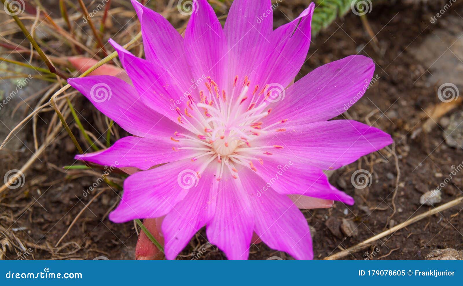 Bitterroot Flower at the National Bison Range in Montana USA Stock ...