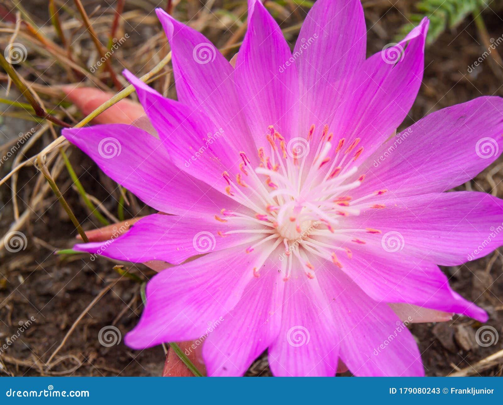 Bitterroot Flower at the National Bison Range in Montana USA Stock ...